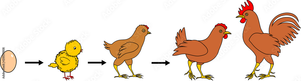 Stages of chicken growth from egg to adult bird Stock Vector | Adobe Stock