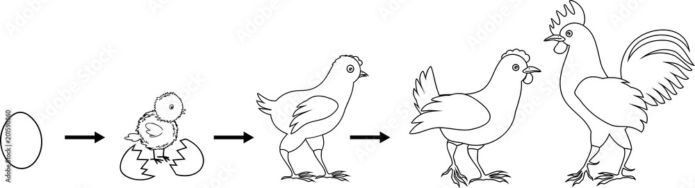 Bird Life Cycle Coloring Pages