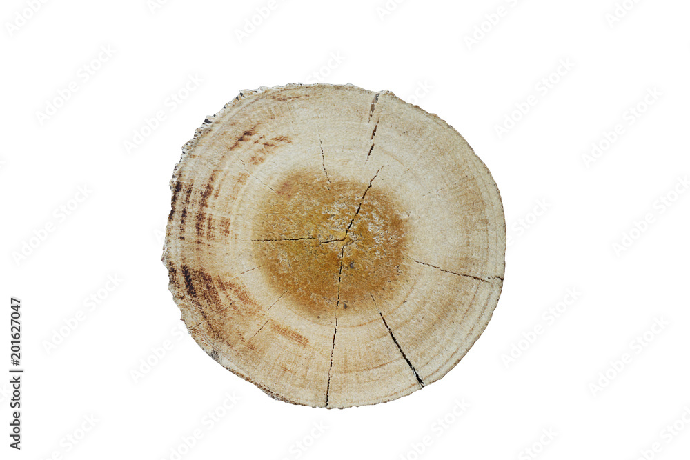Cross section of tree Stock Photo | Adobe Stock
