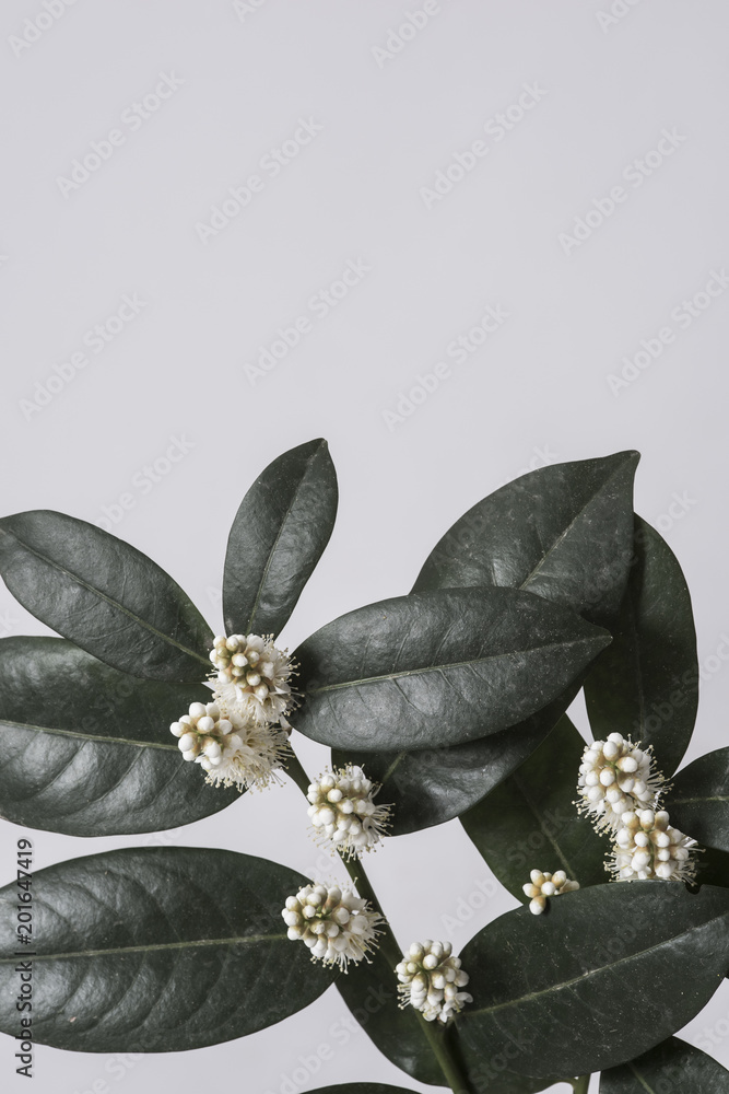 leaves with light grey background. Minimal style design with plants ...