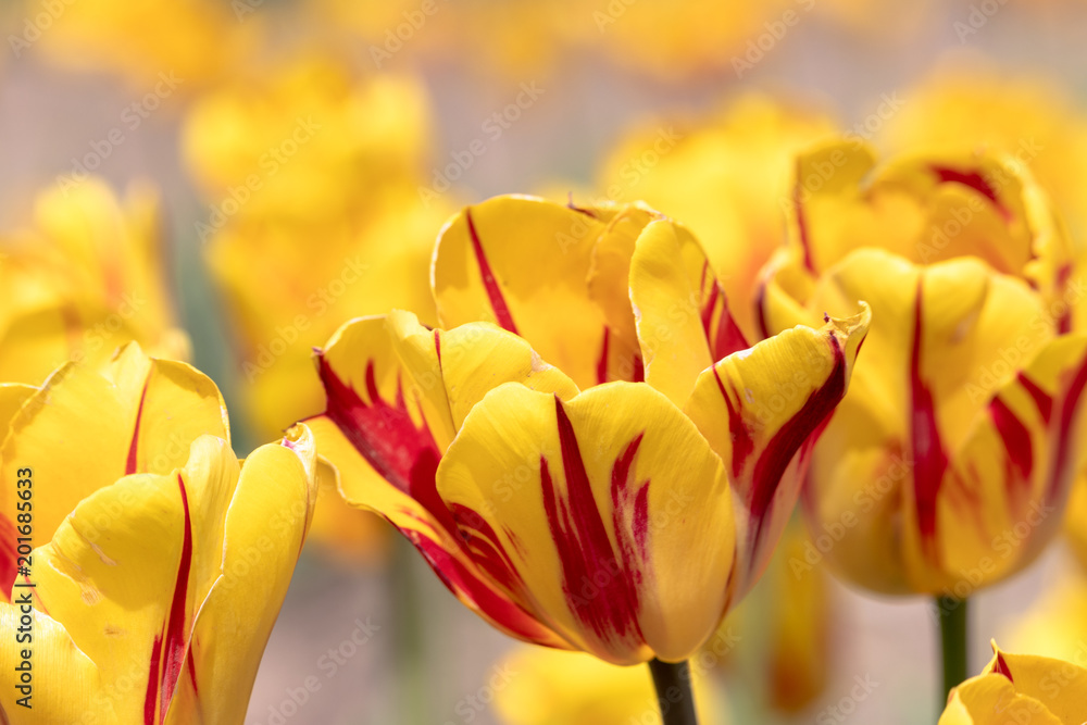 Tulip in Furusato Square in Sakura City, Chiba Prefecture, Japan Stock ...