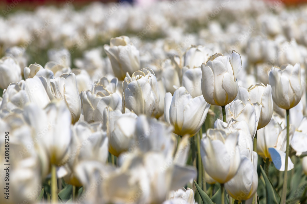 Tulip in Furusato Square in Sakura City, Chiba Prefecture, Japan Stock ...