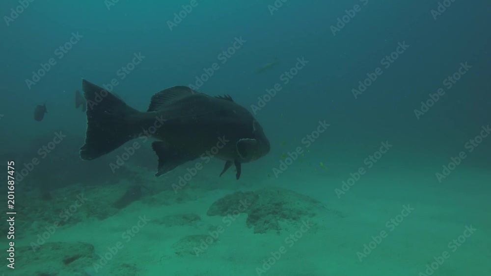 Big Gulf grouper (Mycteroperca jordani), resting in the reefs of the ...