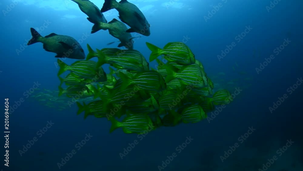 Panamic porkfish (Anisotremus taeniatus),colorful yellow fish in a ...