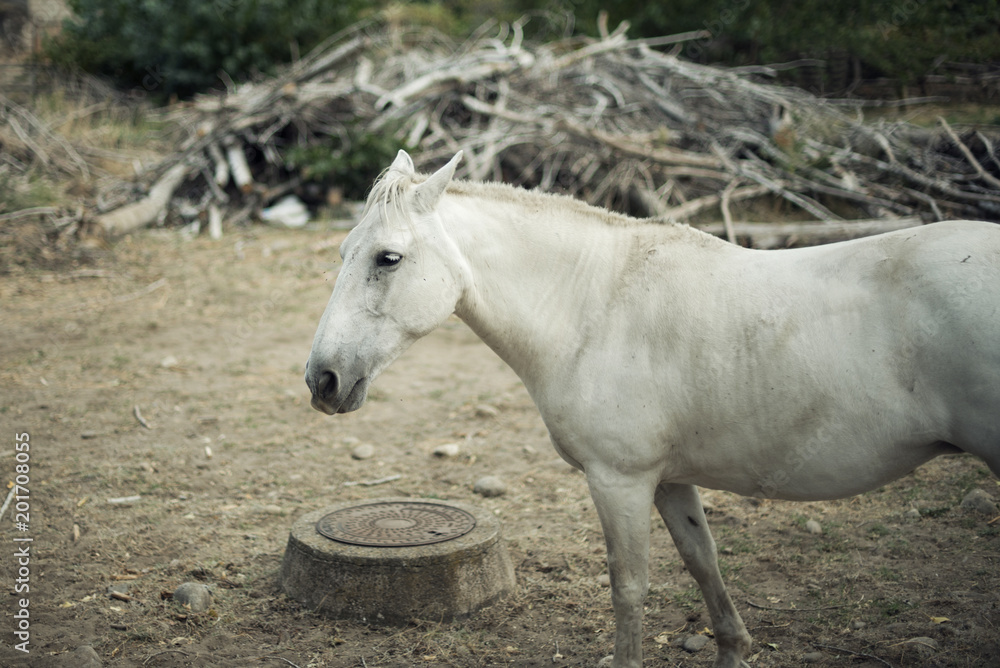Caballo tordo blanco o canoso en un cercado. Stock Photo | Adobe Stock