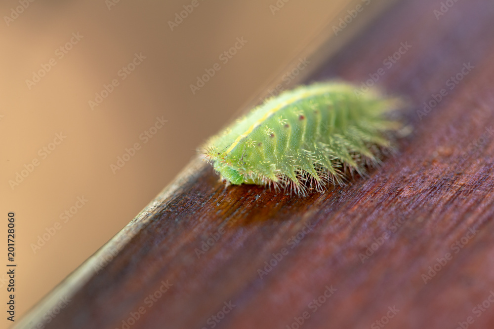 Larva of the yellow-shouldered slug, showing typical body shape in ...