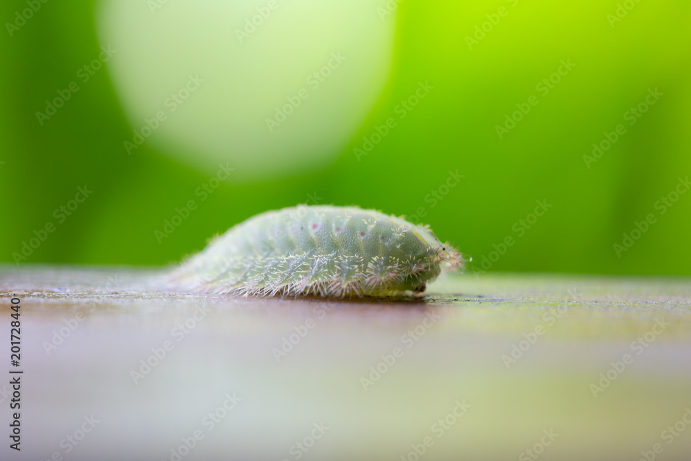 Larva of the yellow-shouldered slug, showing typical body shape in ...