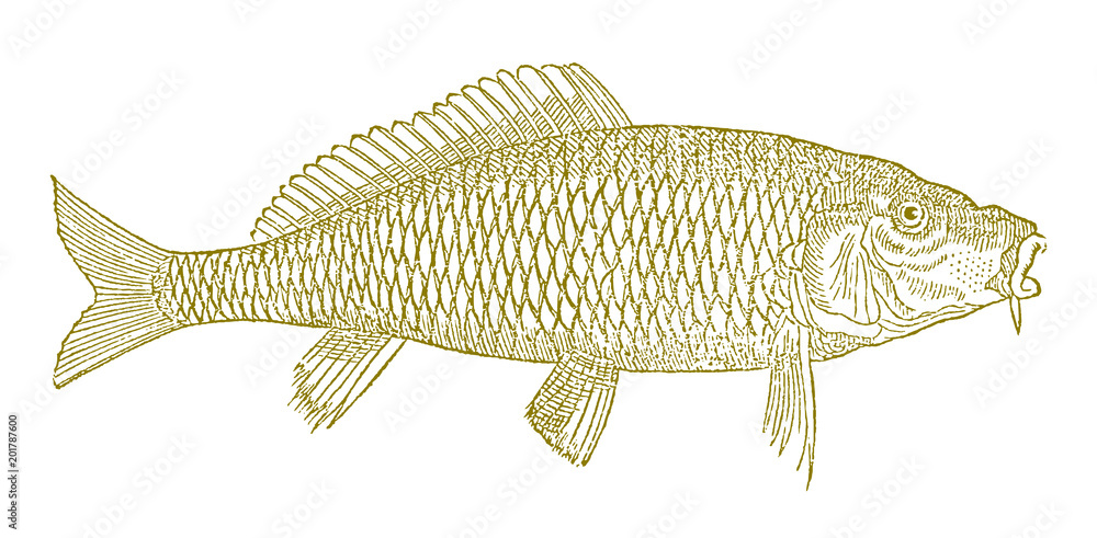 Poster Common carp cyprinus carpio, after antique woodcut illustration ...
