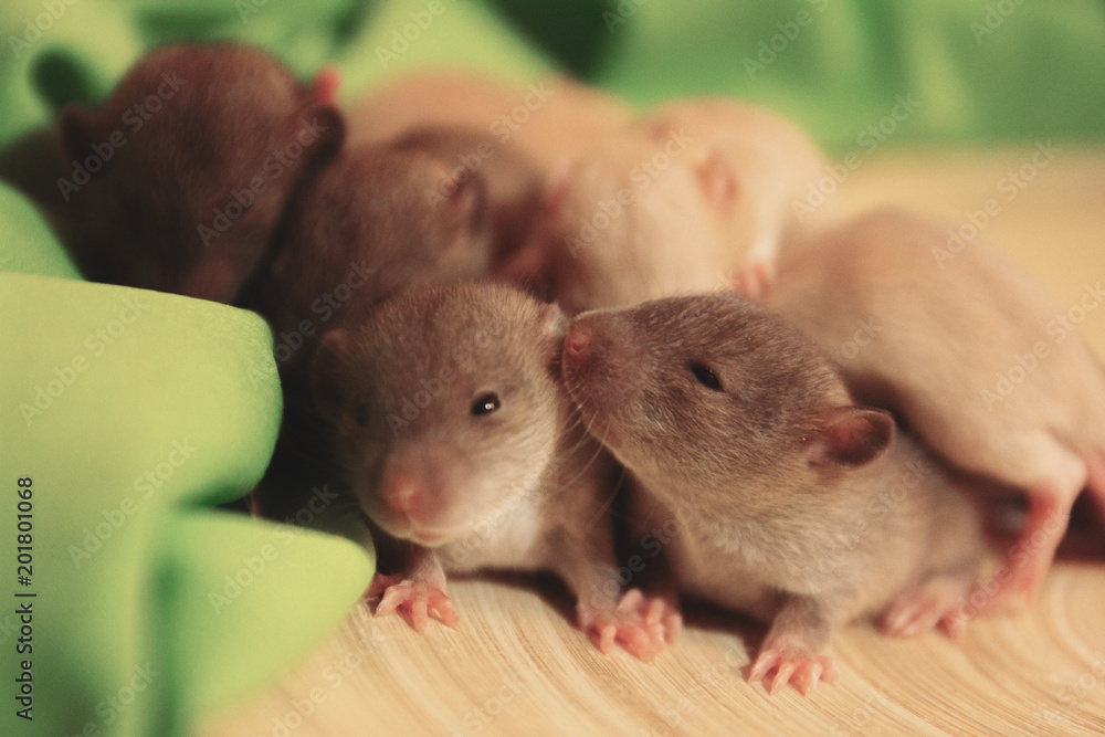 Cute Baby Pet Rats