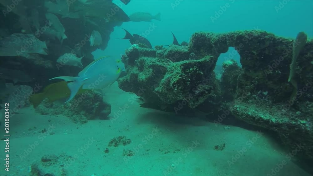 Yellow Leopard grouper (Mycteroperca rosacea), in a school, reefs of ...