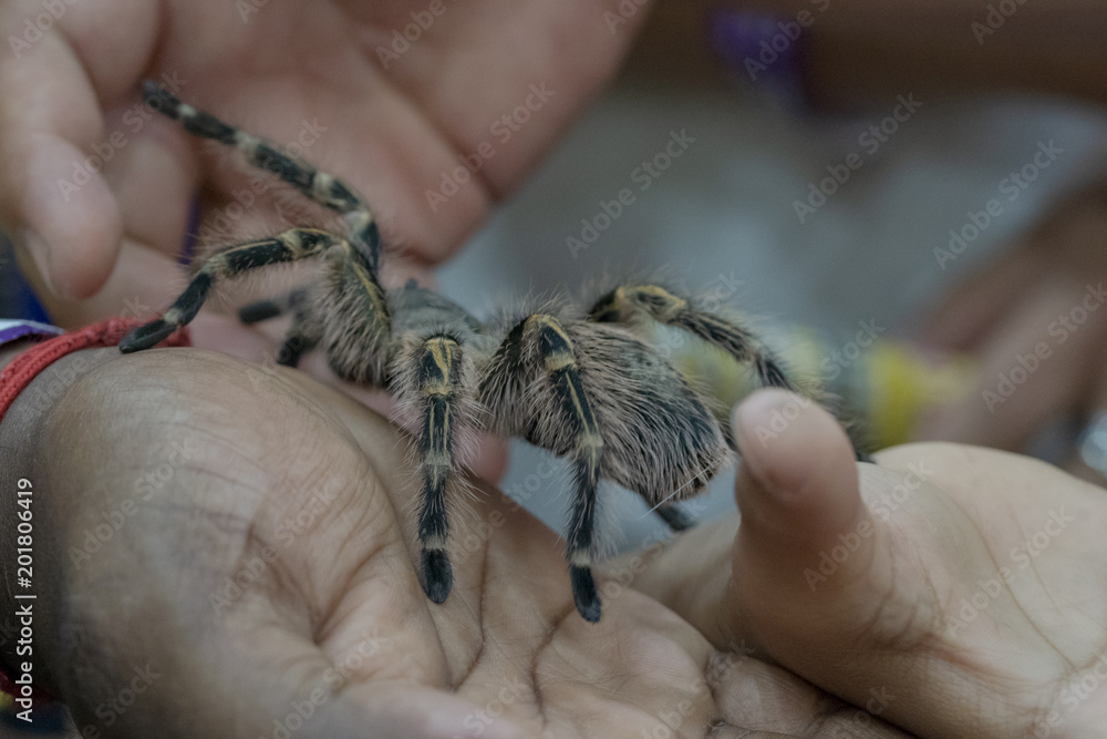 Furry Tarantula on human hands. Exotic pet. Stock Photo | Adobe Stock