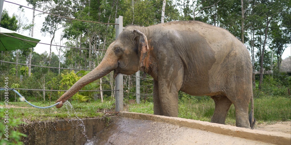The elephant drinks from a hose in the zoo. Elephant in a safari park ...