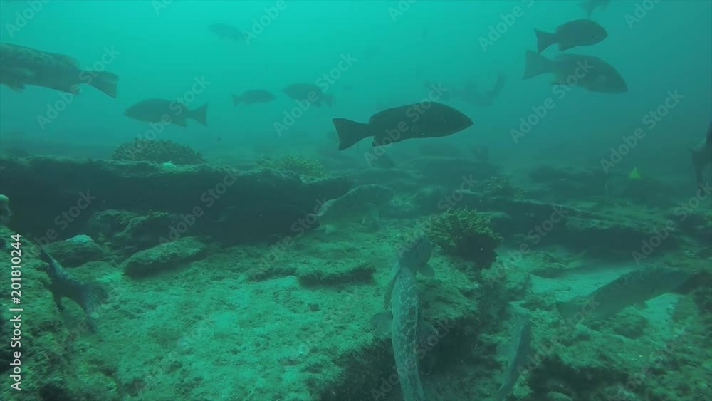 Yellow Leopard grouper (Mycteroperca rosacea), in a school, reefs of ...