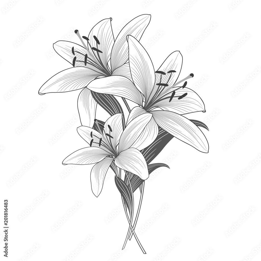 Monochrome background with hand-drawn lily flowers. Stock Illustration ...