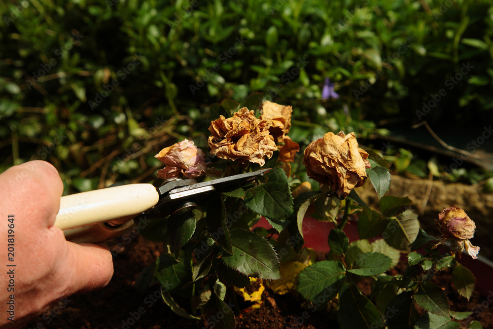 Man dead heading cutting off dead rose buds with secateurs Stock Photo ...