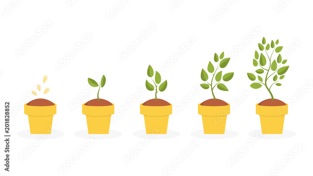 Plant life cycle. Stock Vector | Adobe Stock