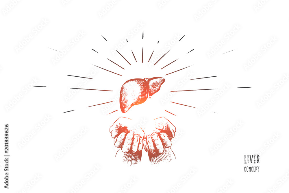 Liver concept. Hand drawn human liver anatomy in hands. Part of human ...