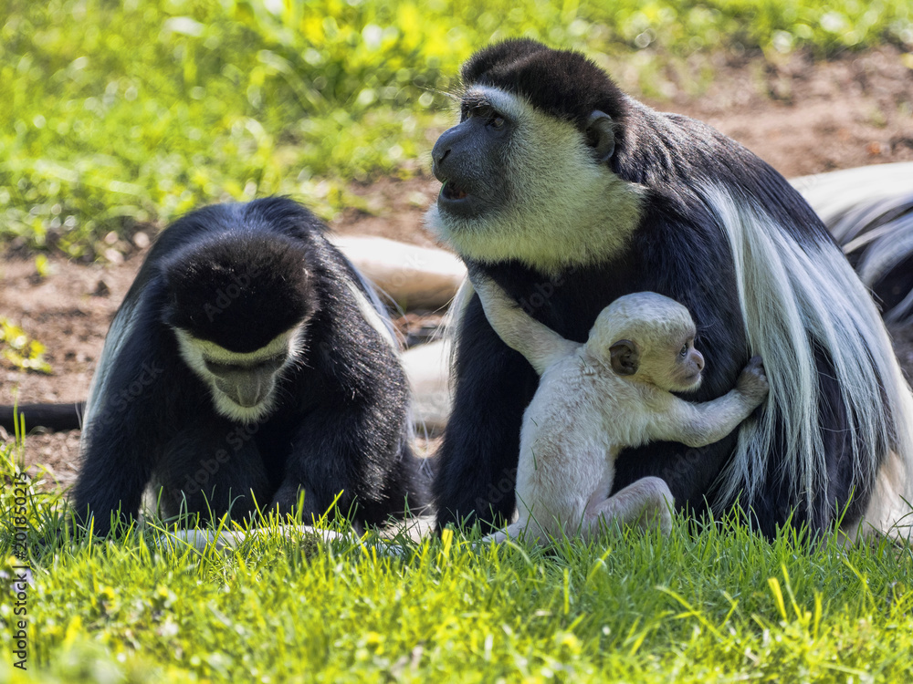 The family Mantled guereza, Colobus guereza, with a white colored baby ...