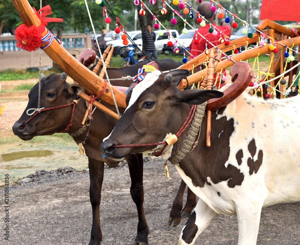 Foto de Decorative Ox drag cart in ceremony of presenting money and ...