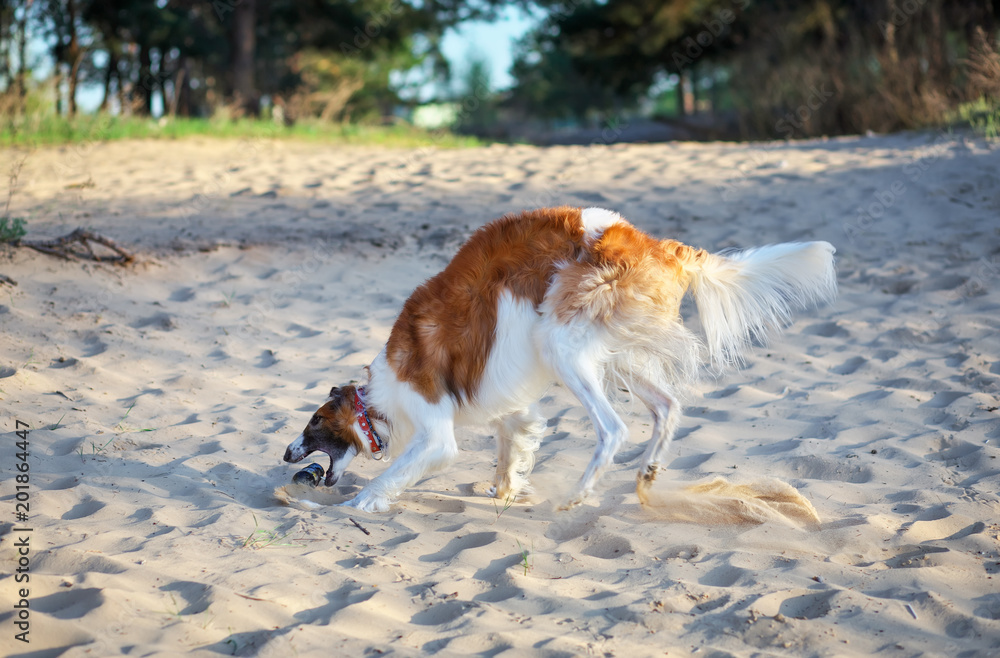 Borzoi Hunting Wolves