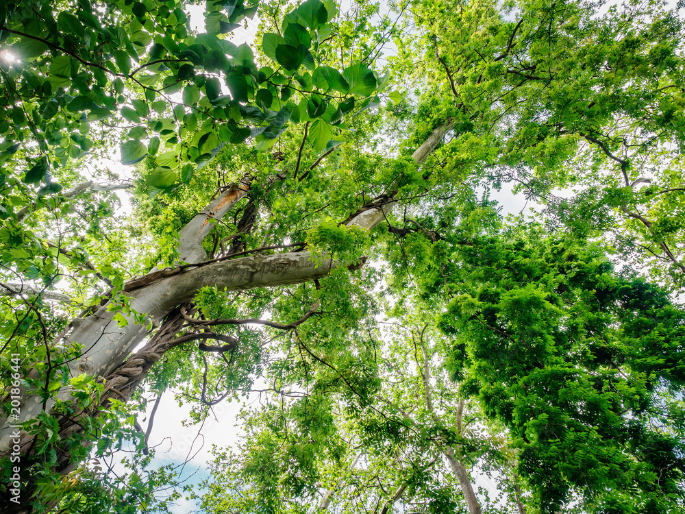 Bottom view to the tree top of a huge Plane tree or Platanus in jungle ...