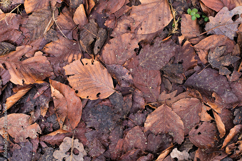 Dry Leaves Forest