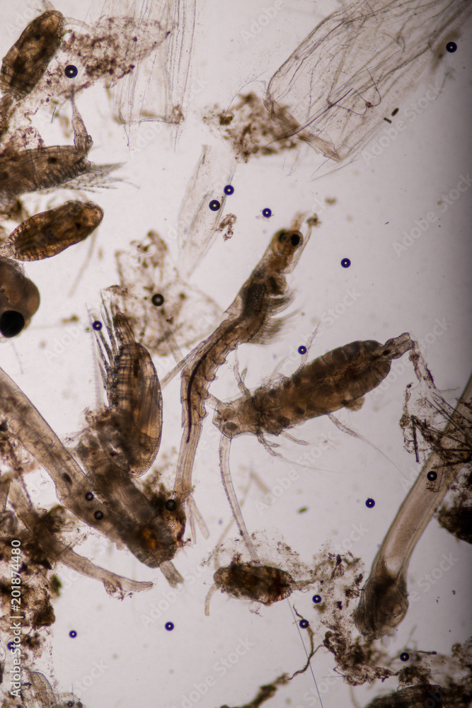 Mysis (zooplankton) under the microscope. Stock Photo | Adobe Stock