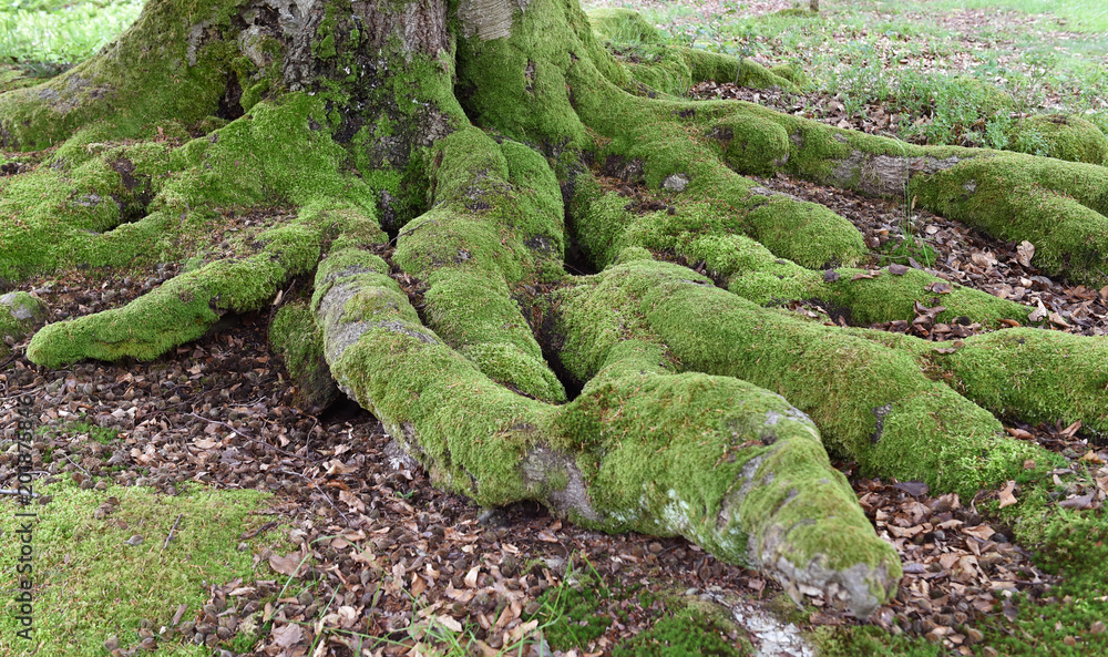 Baumwurzel Stock-Foto | Adobe Stock