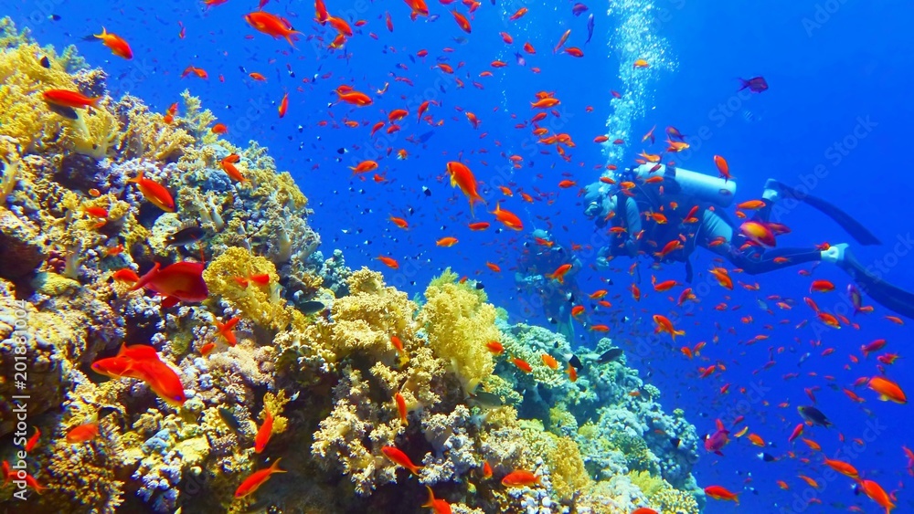 Scuba Diving Coral Reef Wallpaper