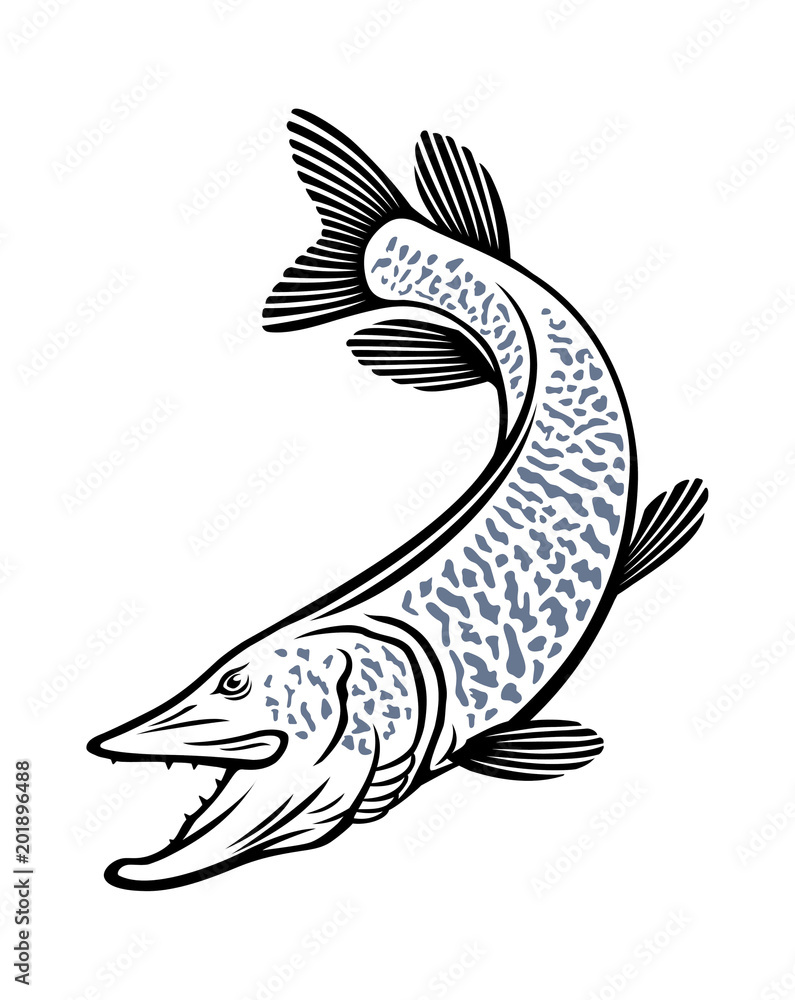 muskie fish Stock Vector | Adobe Stock