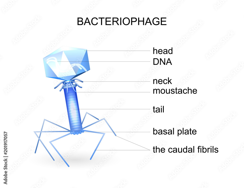 Bacteriophage Diagram Labeled