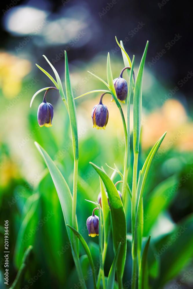 Types Of Drooping Purple Flowers