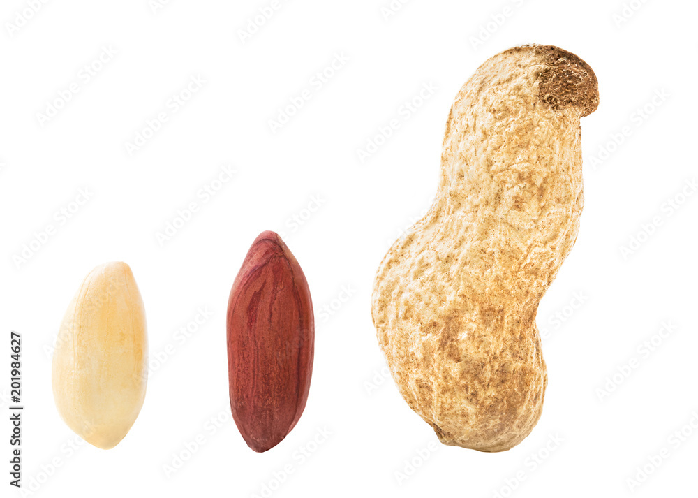 Peanut on white. Roasted salty peanuts isolated on white background ...