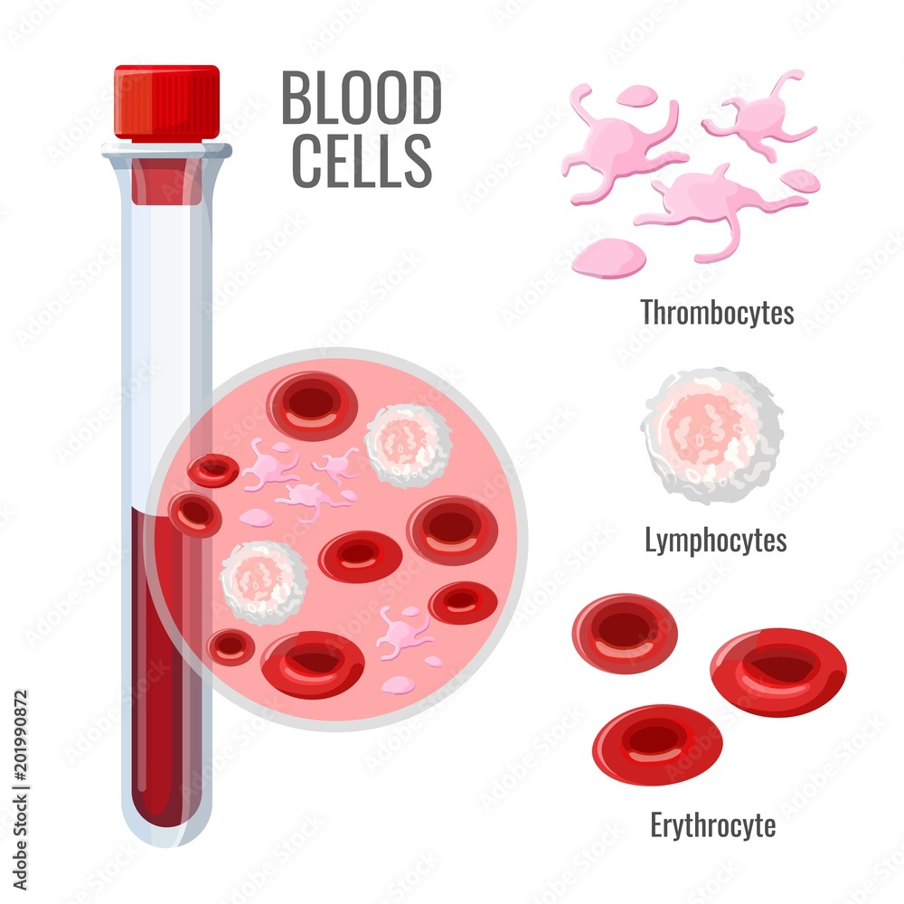 Blood cells research poster with sample in glass flask Stock Vector ...