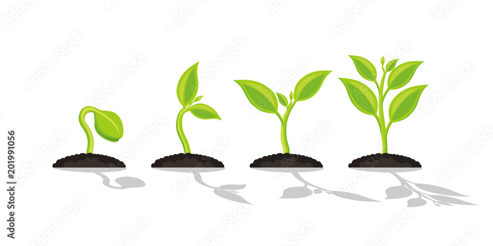 Infographic of planting tree. Seedling gardening plant. Seeds sprout in ...