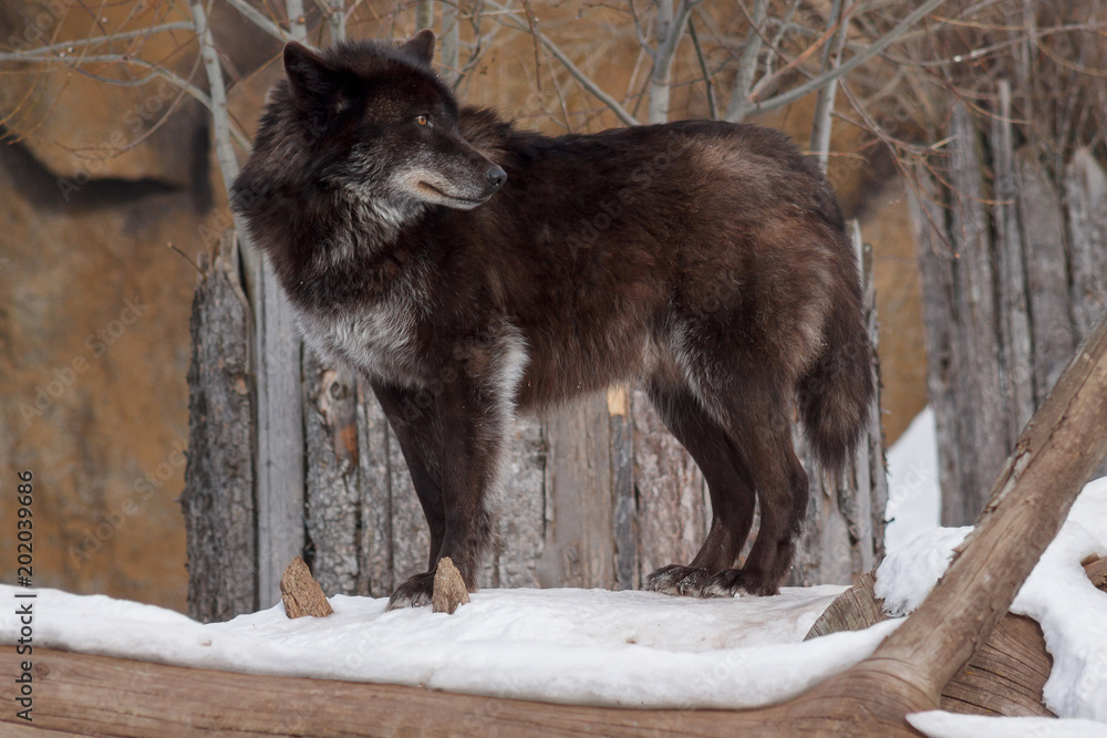 Canadian Wolf