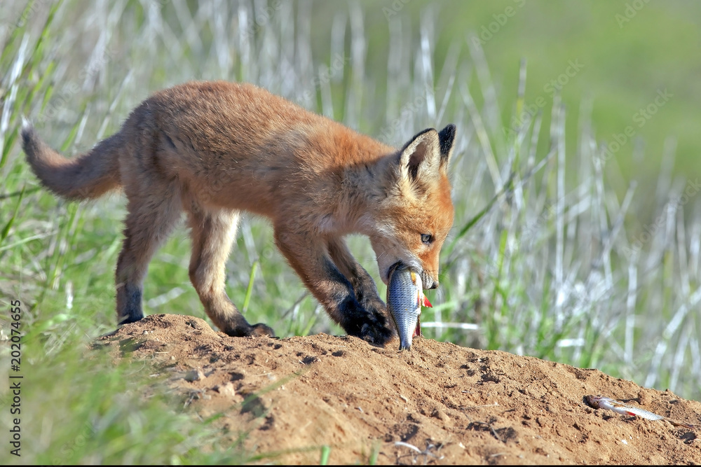 Red Foxes Eating