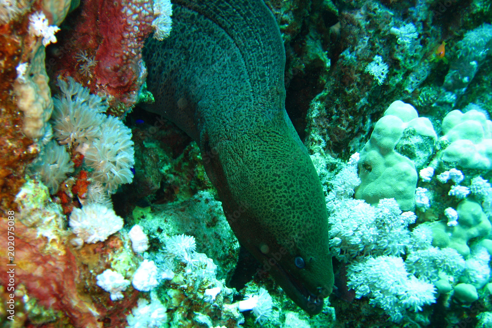 Giant Moray eel ready to free swim. Underwater images of the beautiful ...