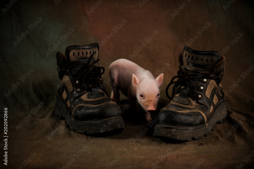 Newly born piglet of Vietnamese Chinese pig breed plays with huge ...