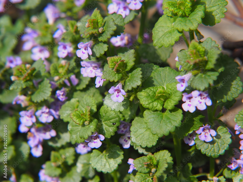 Glechoma hederacea syn. Nepeta glechoma, Nepeta hederacea - ground-ivy ...