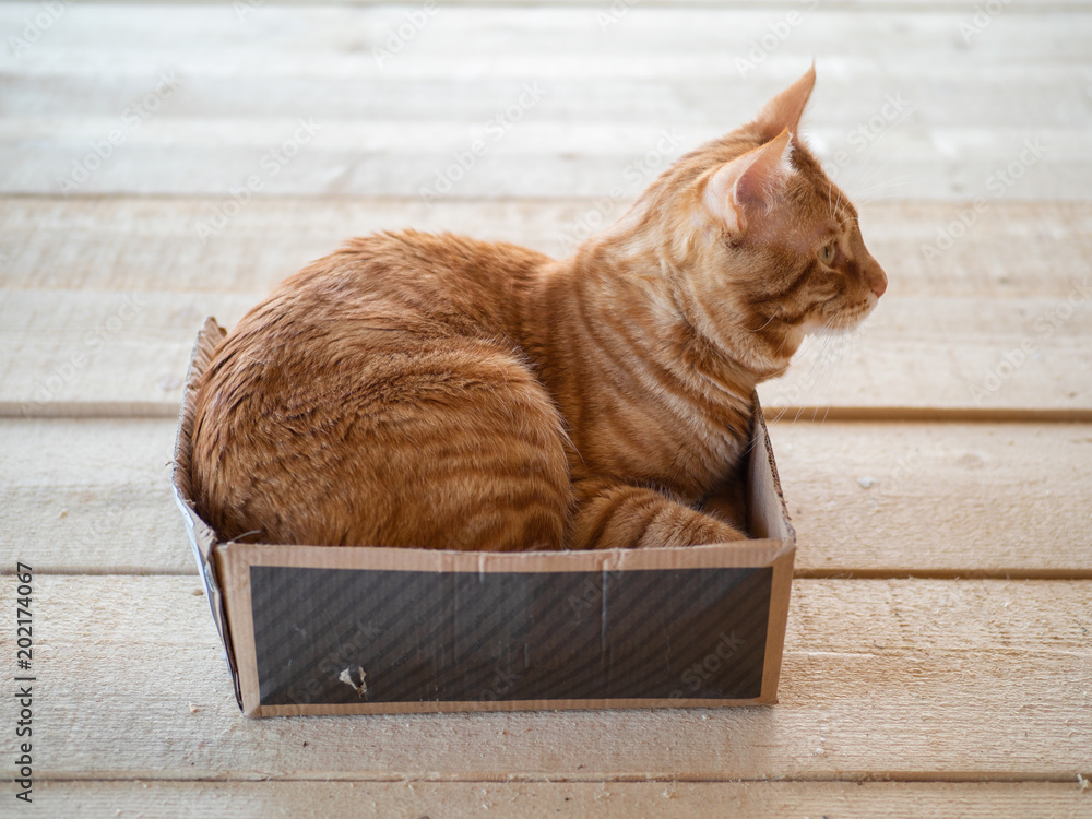big red cat in a small box Stock Photo | Adobe Stock