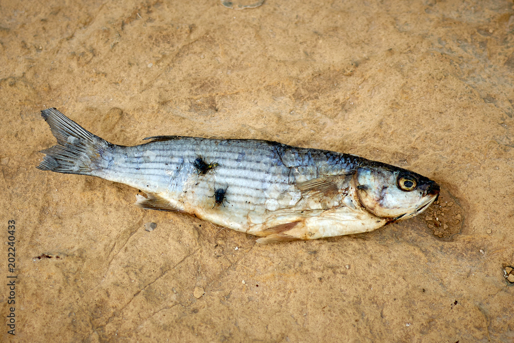 Dead fish on the beach Stock Photo | Adobe Stock