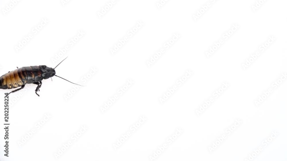 Vídeo do Stock: Madagascar cockroach crawls from side to side. White ...