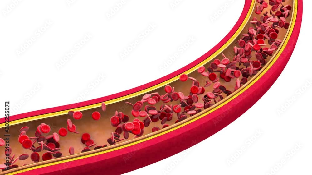 3D rendered Animation of Erythrocytes aka Hemoglobin Blood cells ...