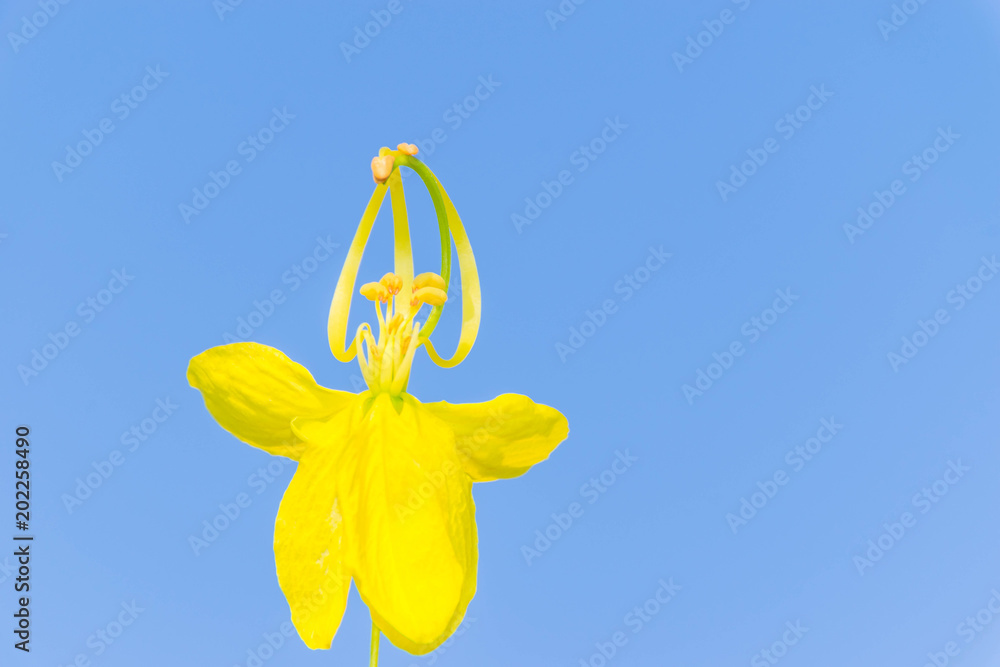 Abstract Soft Blurred And Soft Focus Surface Texture Of Golden Shower abstract-soft-blurred-and-soft-focus-surface-texture-of-golden-shower