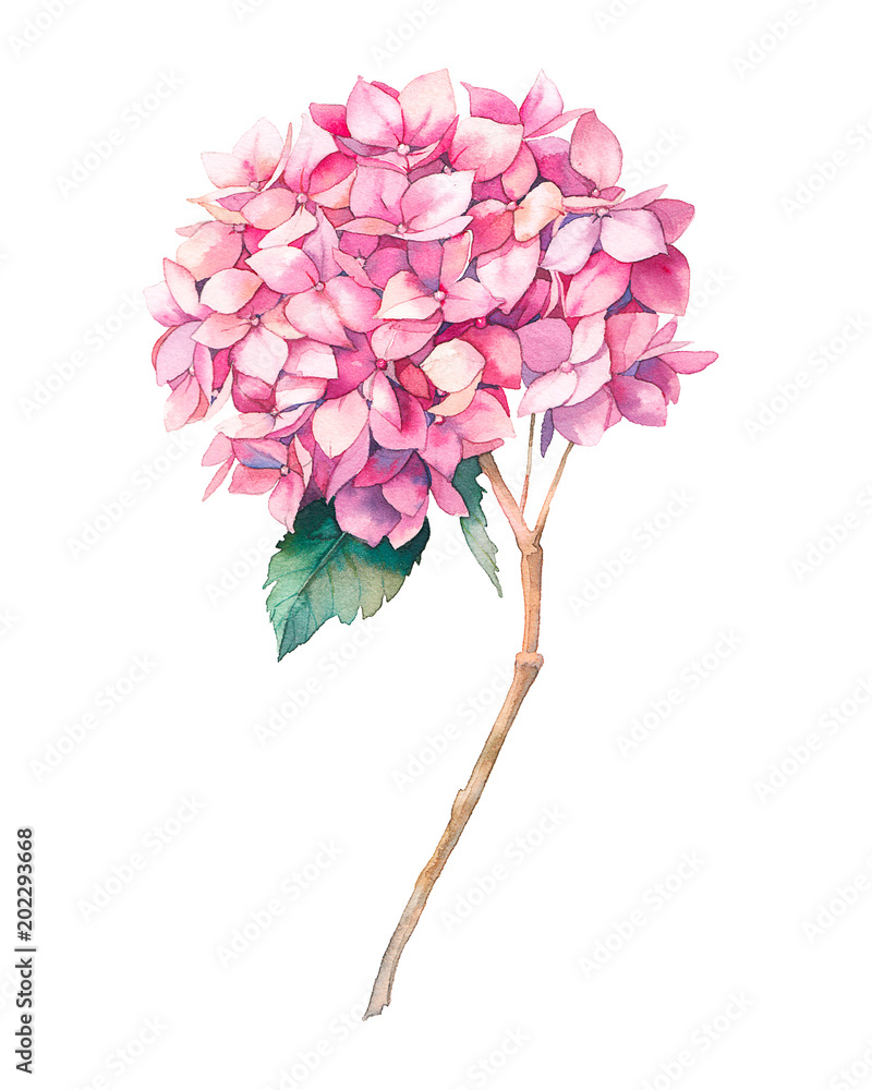 Watercolor pink hydrangea flower. Hand painted botanical illustration ...
