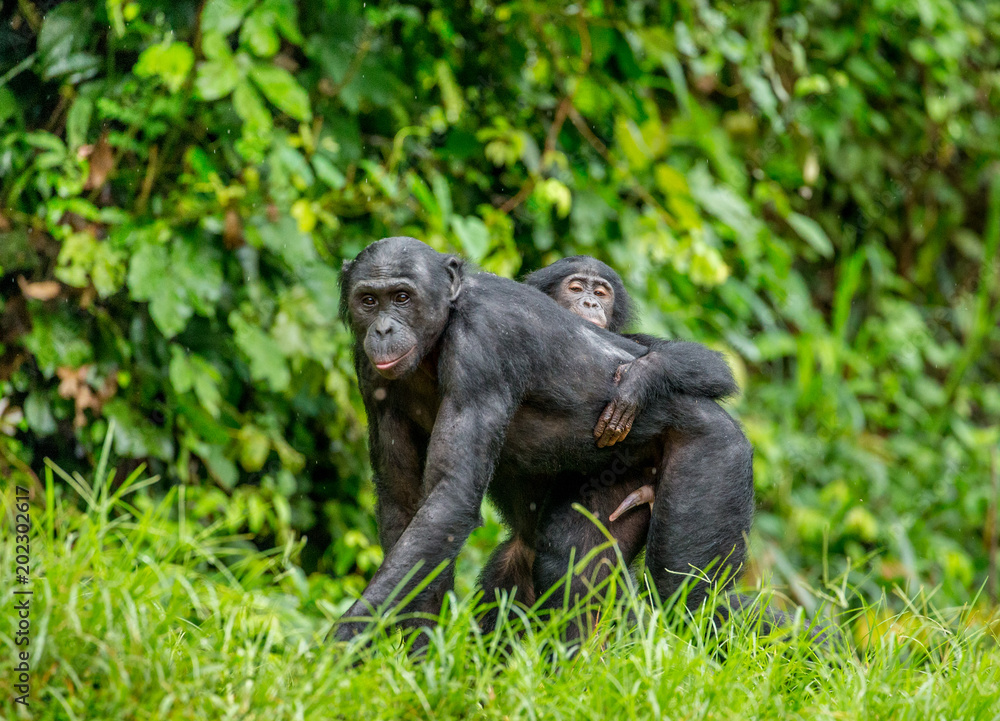 Bonobo mother with a baby on a background of a tropical forest ...