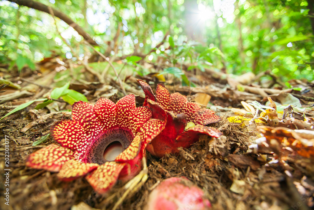 Two Rafflesia flowers are in bloom on hill evergreen forest ground ...