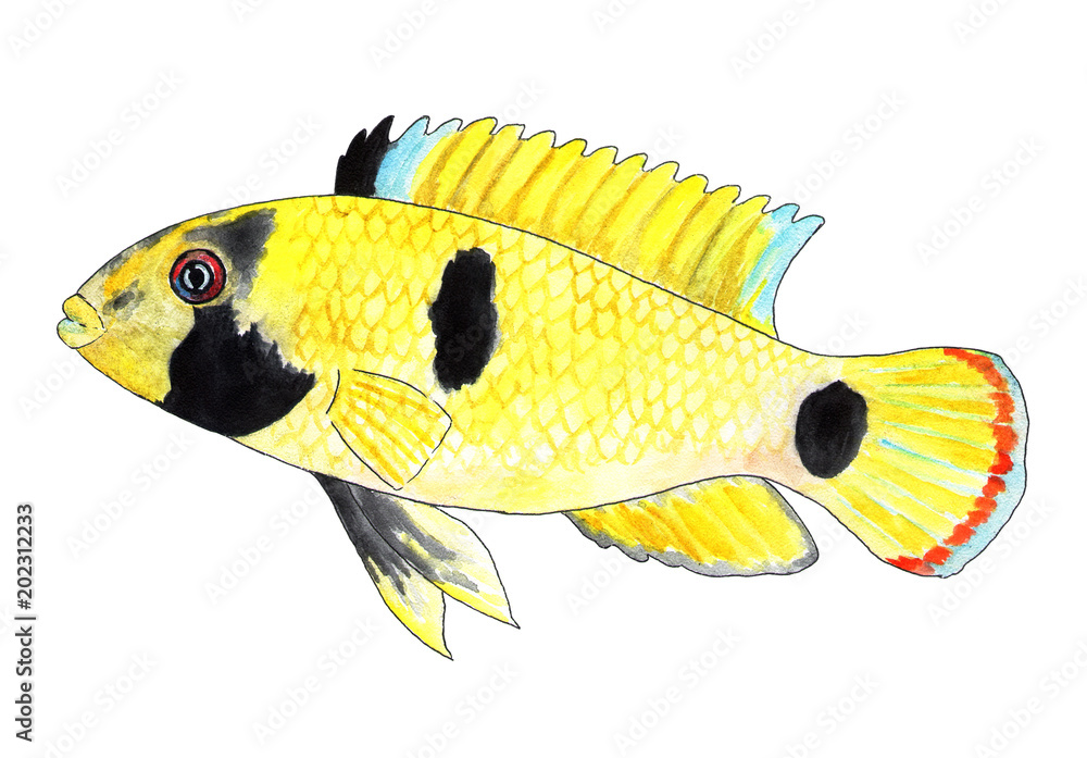 Apistogramma nijsseni, Panda dwarf cichlid. Aquarium fish, tropical ...