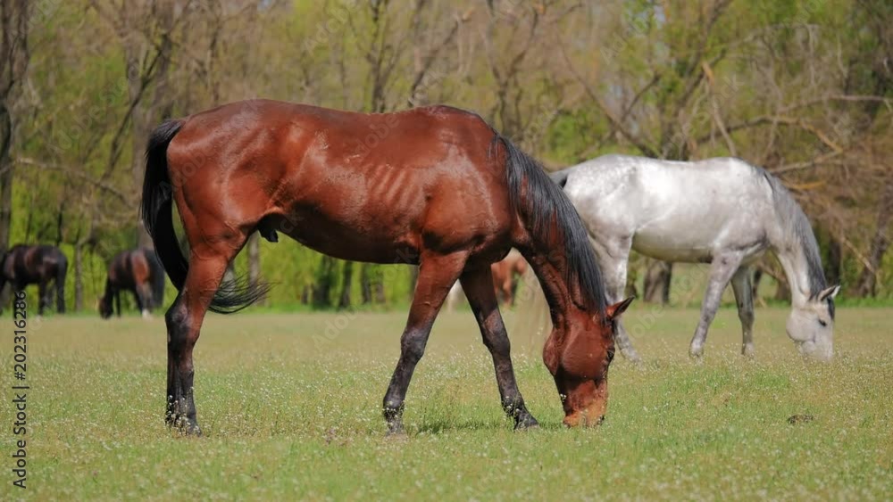 Horses grazing in pasture Stock Video | Adobe Stock